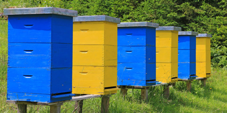 Preparing Your Apiary for Winter - Fastnet Area Beekeepers Association